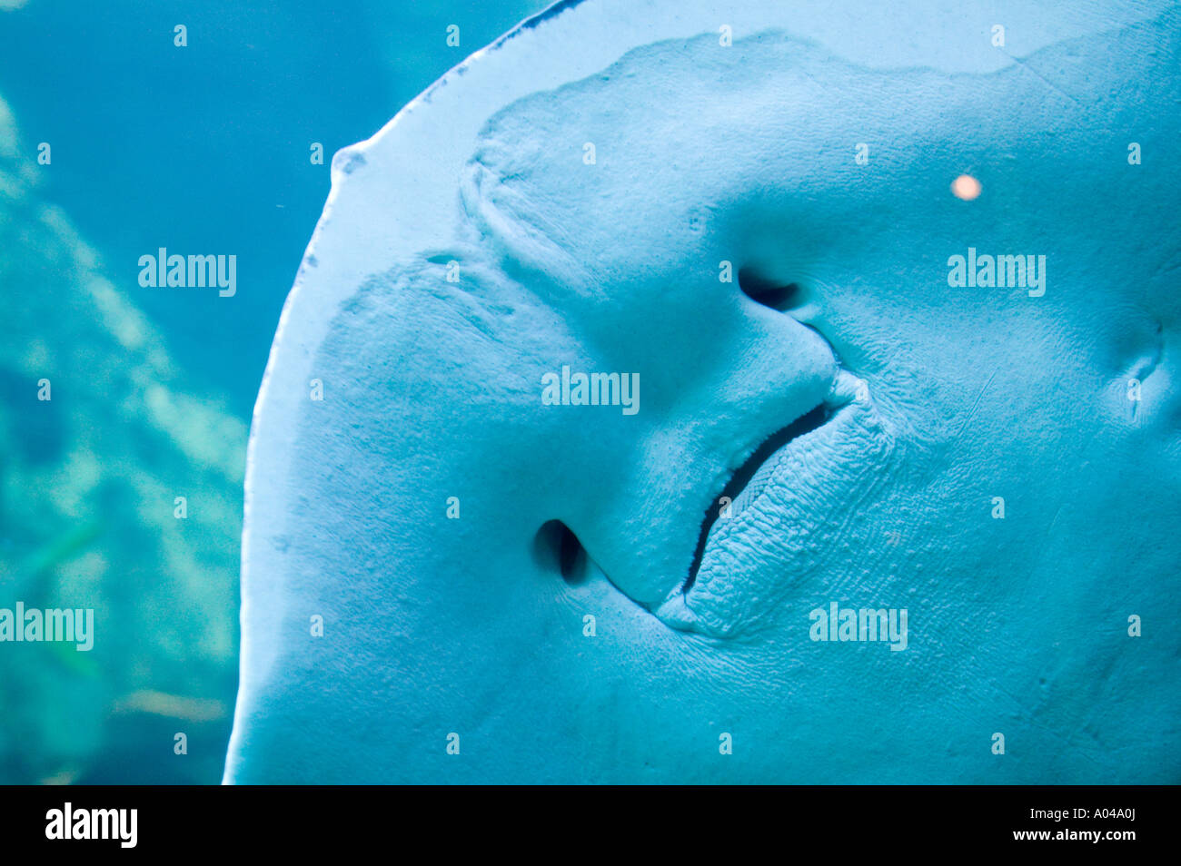 South Africa Cape Town Short Tailed Sting Ray Dasyatis brevicaudata ...