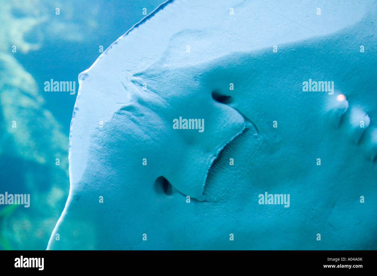 South Africa Cape Town Short Tailed Sting Ray Dasyatis brevicaudata ...