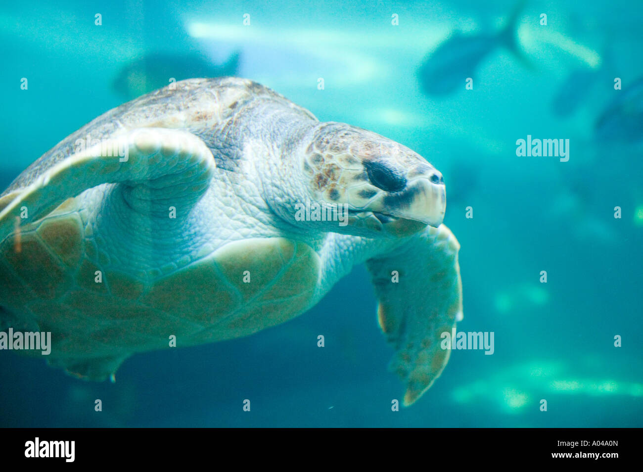 South Africa Cape Town Leatherback Turtle Dermochelys coriacea swimming ...