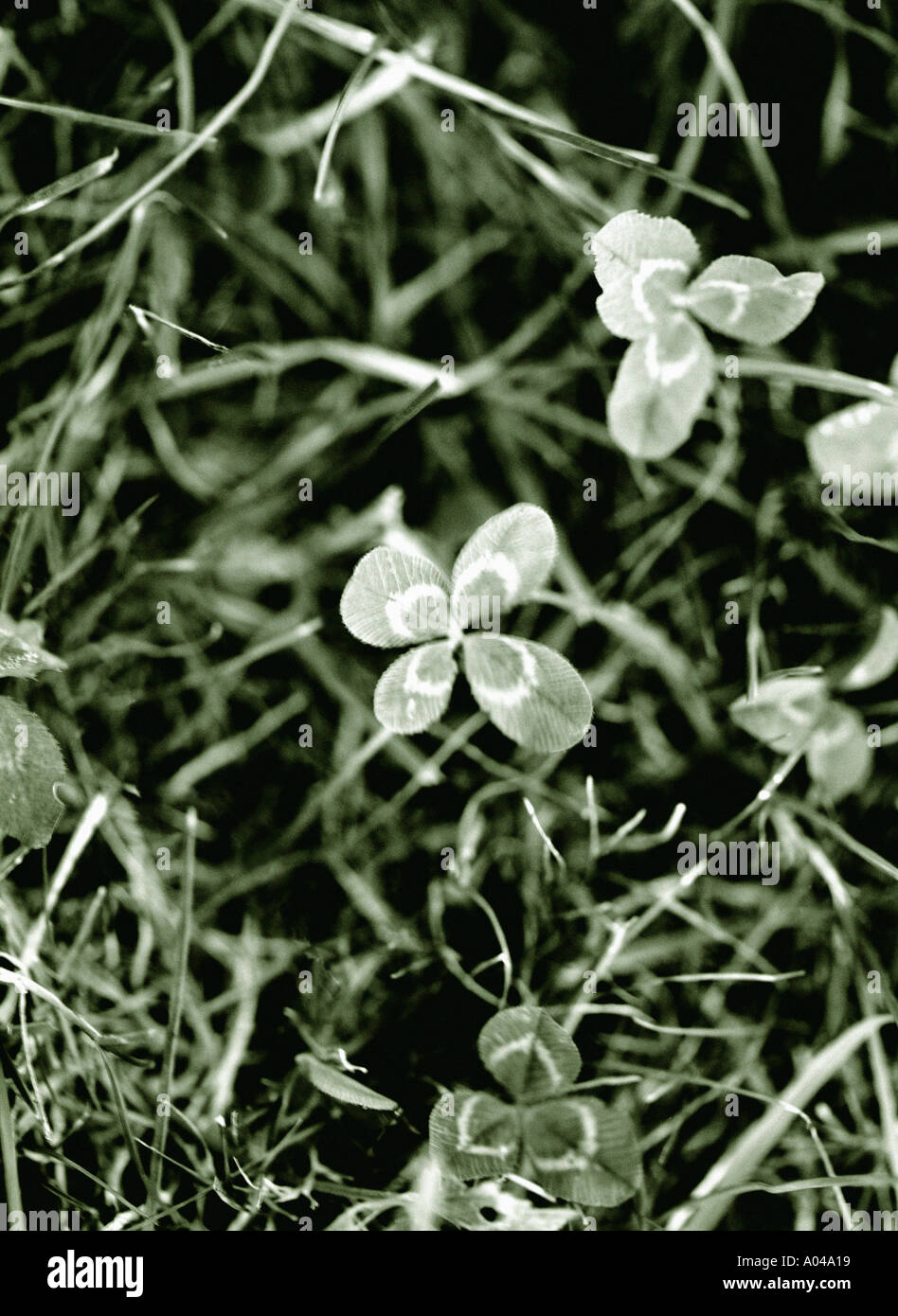 Four by grass hi-res stock photography and images - Alamy