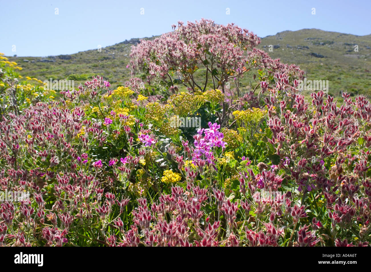 South Africa Table Mountain National Park Wildflowers bloom on fynbos ...