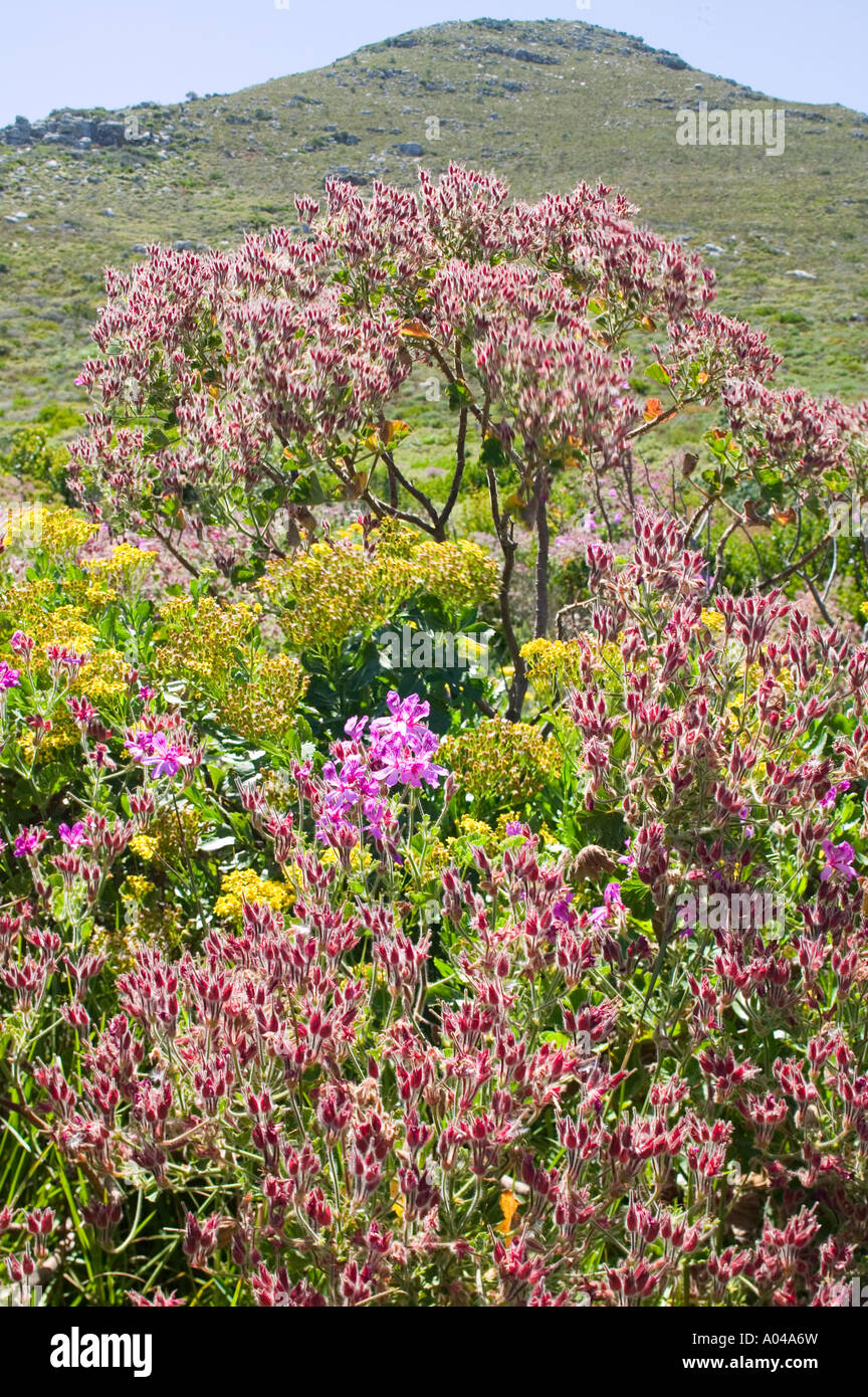 South Africa Table Mountain National Park Wildflowers bloom on fynbos ...
