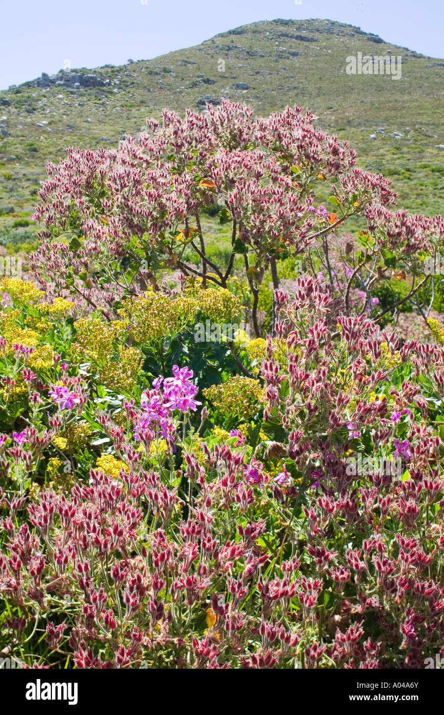 South Africa Table Mountain National Park Wildflowers bloom on fynbos ...