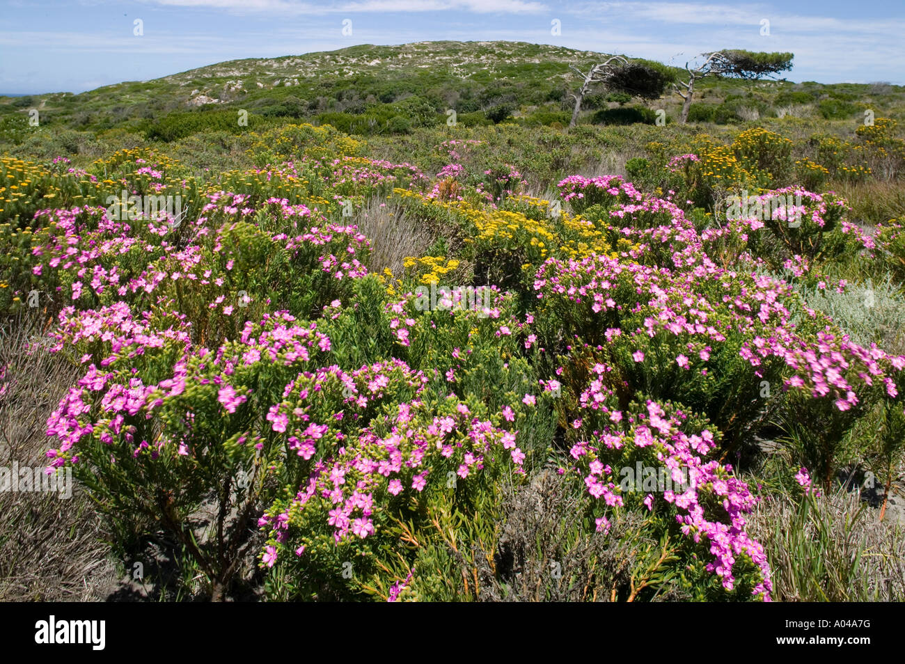 South Africa Table Mountain National Park Wildflowers bloom on fynbos ...