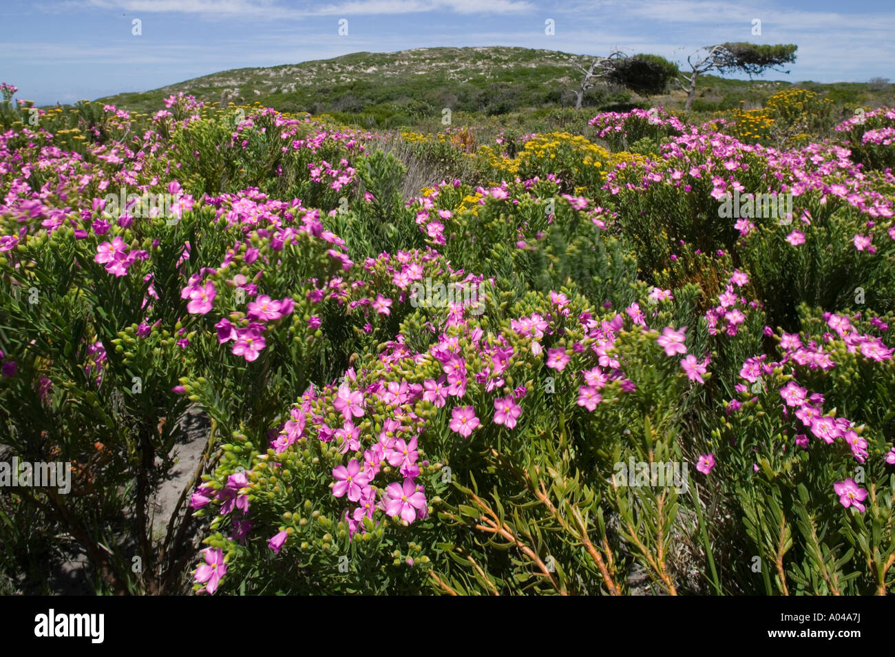 South Africa Table Mountain National Park Wildflowers bloom on fynbos ...