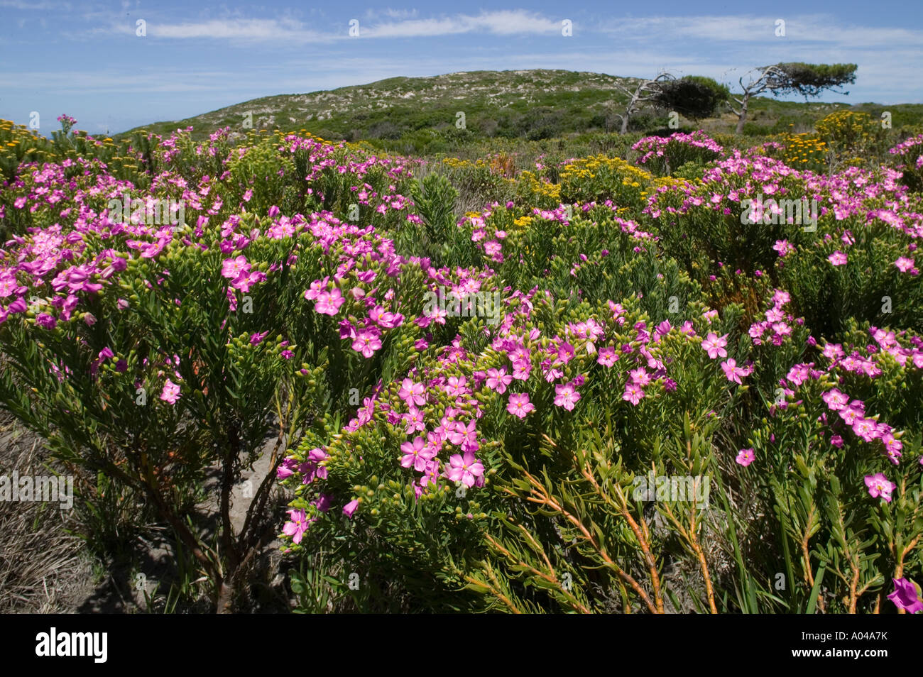 South Africa Table Mountain National Park Wildflowers bloom on fynbos ...