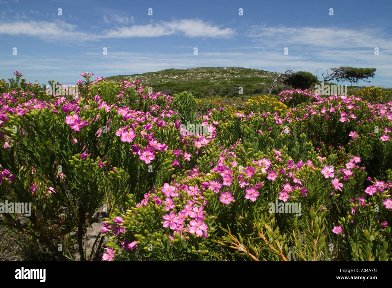South Africa Table Mountain National Park Wildflowers bloom on fynbos ... South Africa Table Mountain National Park Wildflowers bloom on fynbos ...