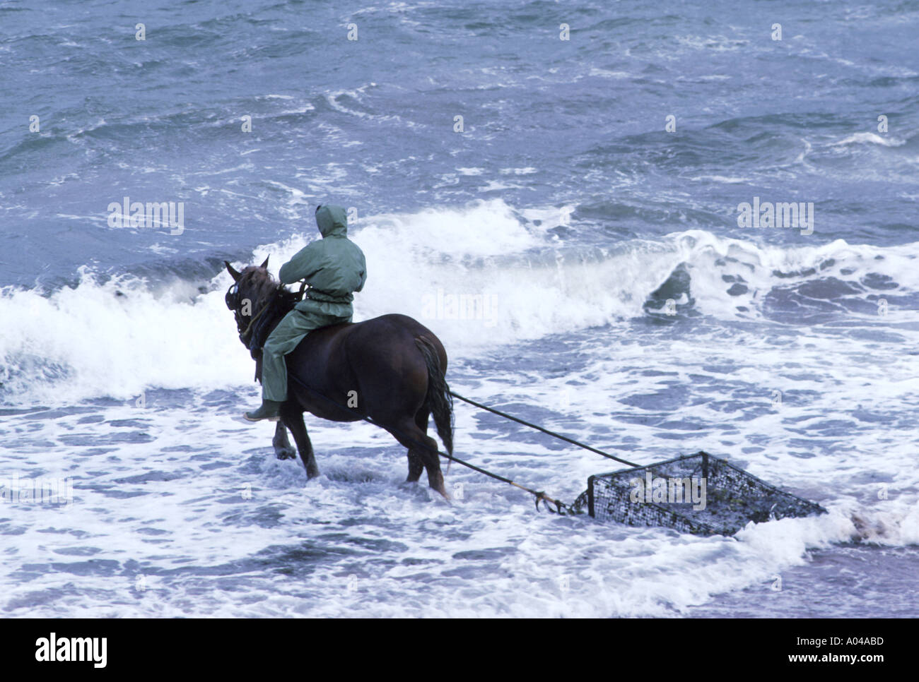 irish moss harvest Stock Photo - Alamy