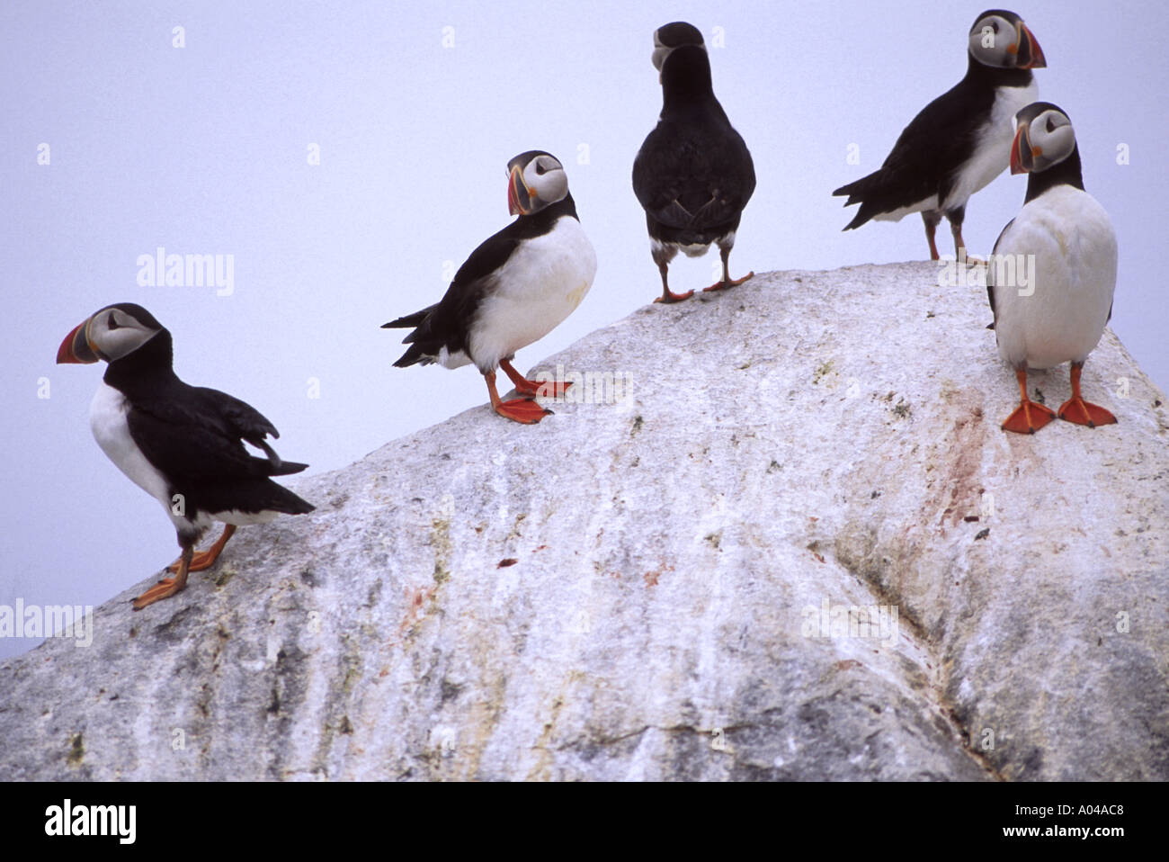 puffins on Seal Island New Brunswick Canada Stock Photo - Alamy
