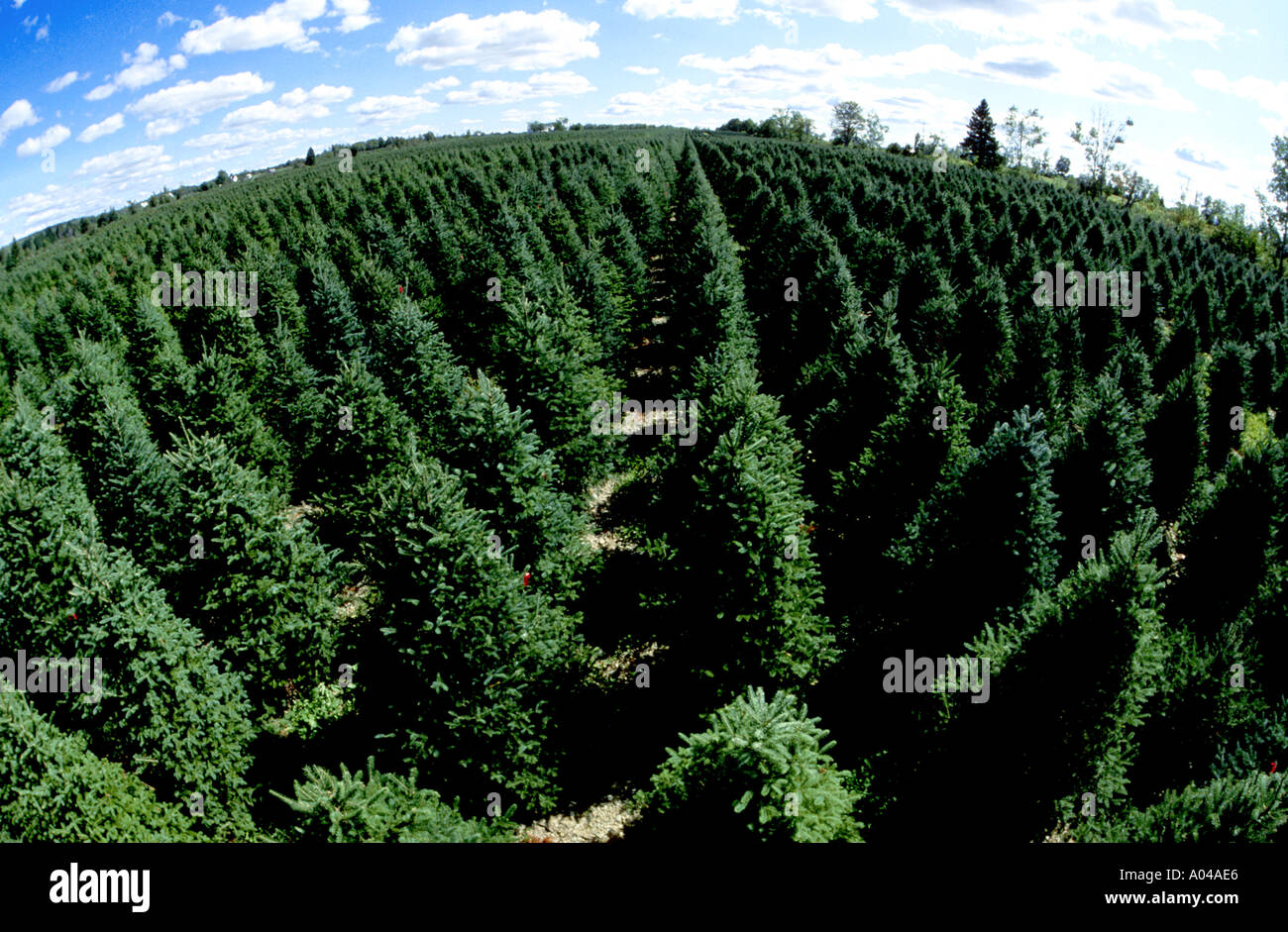 Christmas tree farm in Canada Stock Photo - Alamy