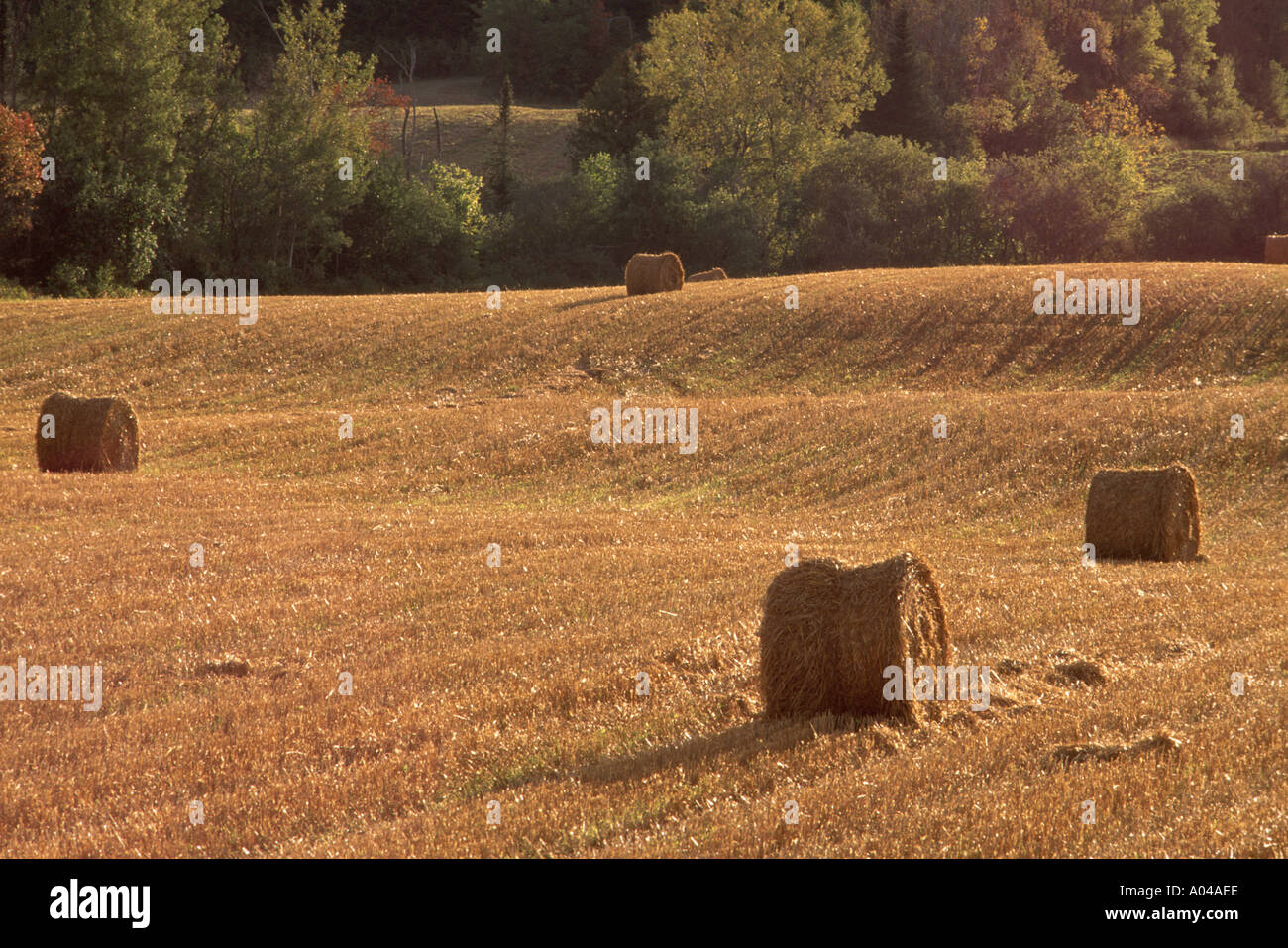 hay bales in canada Stock Photo - Alamy