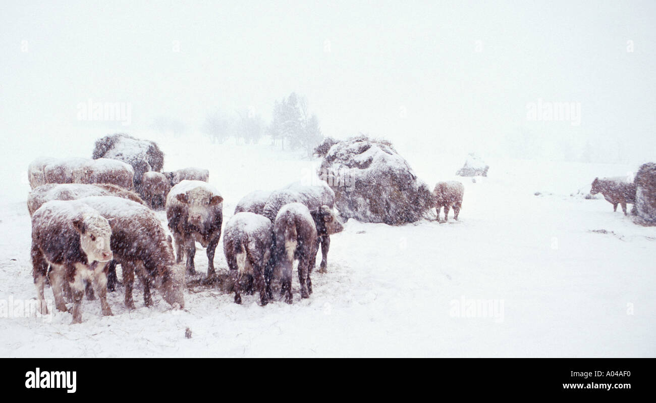 beef cattle in snowstorm Canada Stock Photo - Alamy