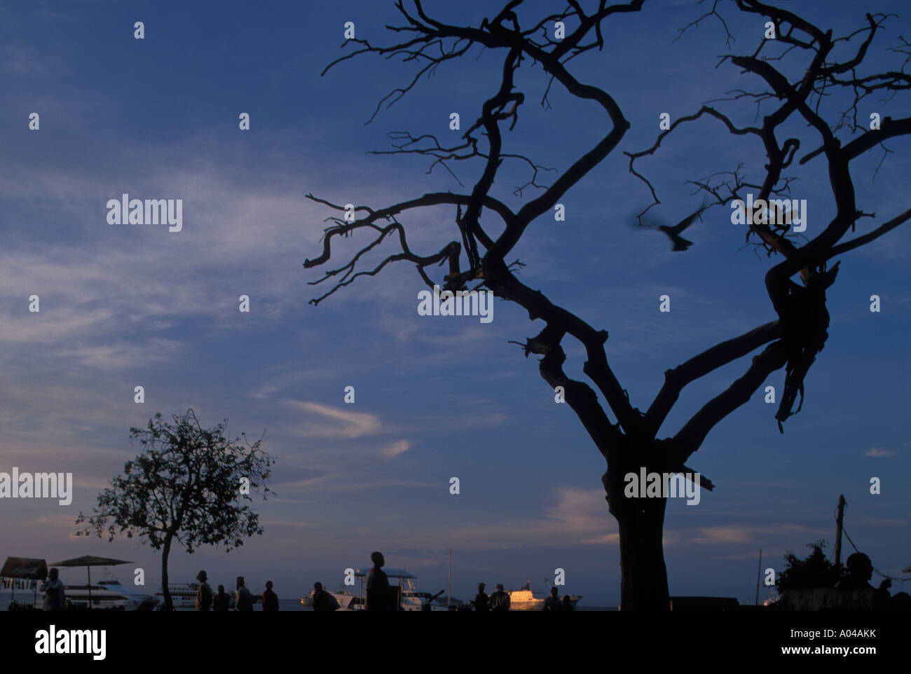 Africa Tanzania Zanzibar Stone Town Gnarled branches of tree in ...