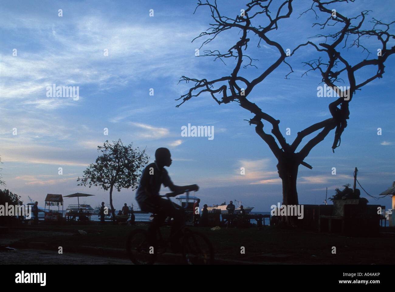 Africa Tanzania Zanzibar Stone Town Gnarled branches of tree in ...