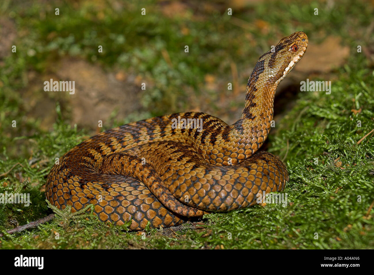 Adder uk fang hi-res stock photography and images - Alamy