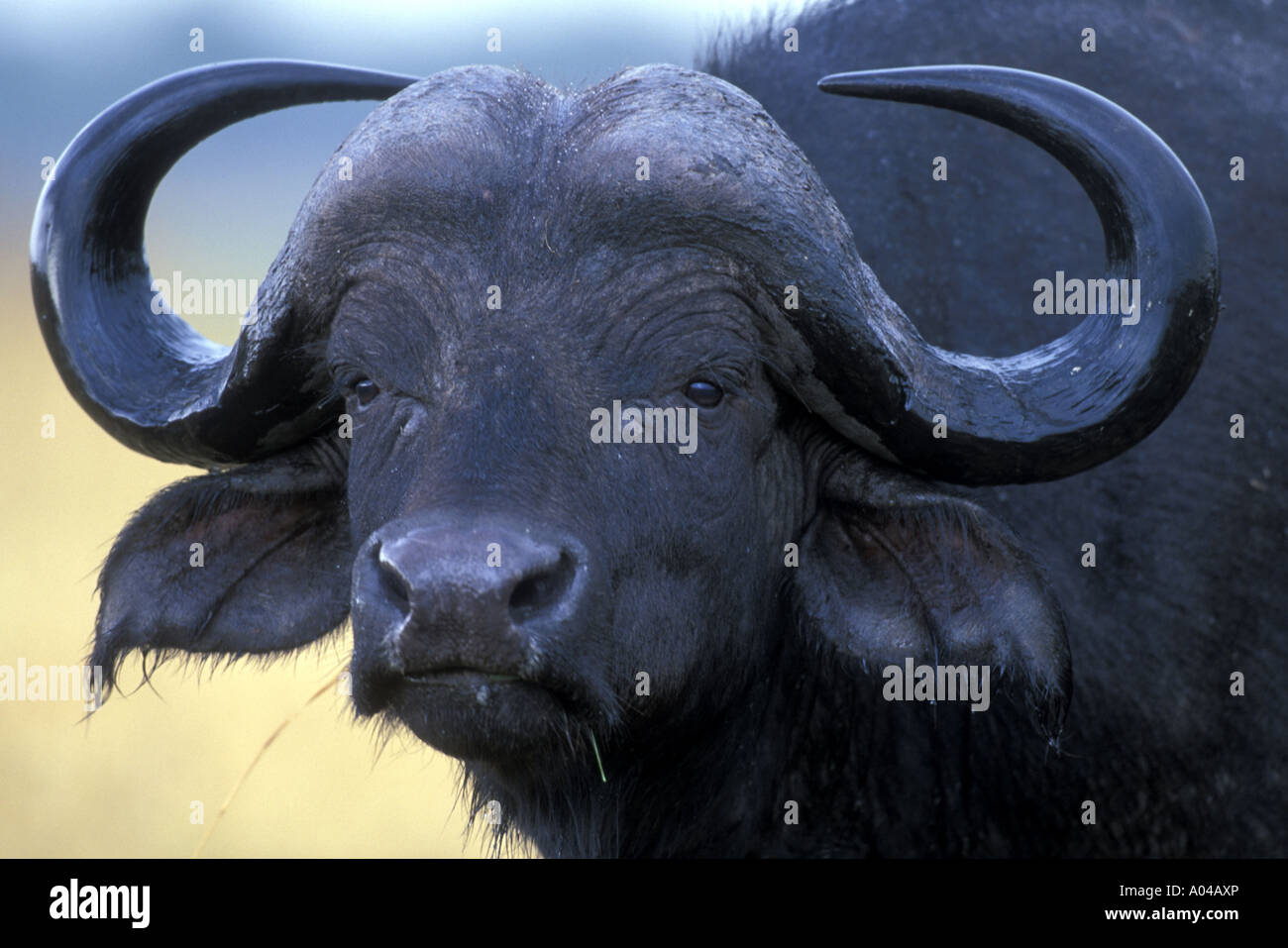 Kenya Masai Mara Game Reserve Tight portrait of Cape Buffalo Syncerus ...