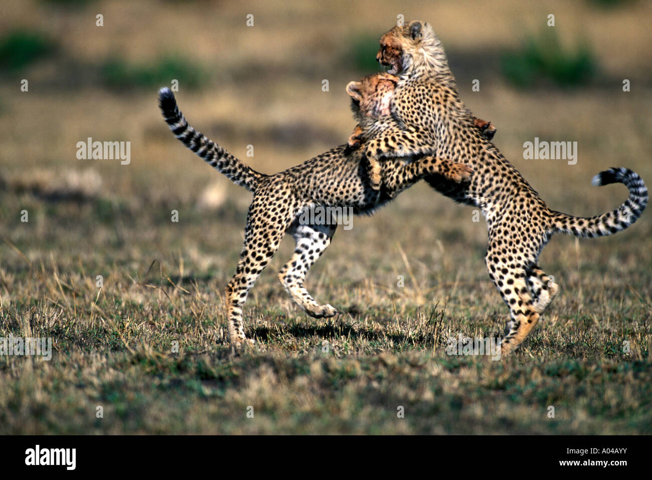 Cheetah fighting hi-res stock photography and images - Alamy