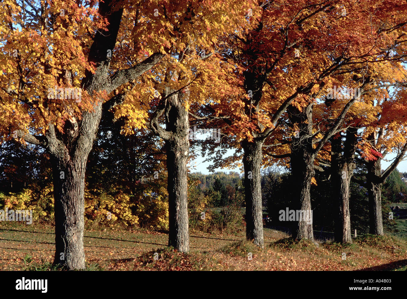 Maple trees in fall Stock Photo - Alamy
