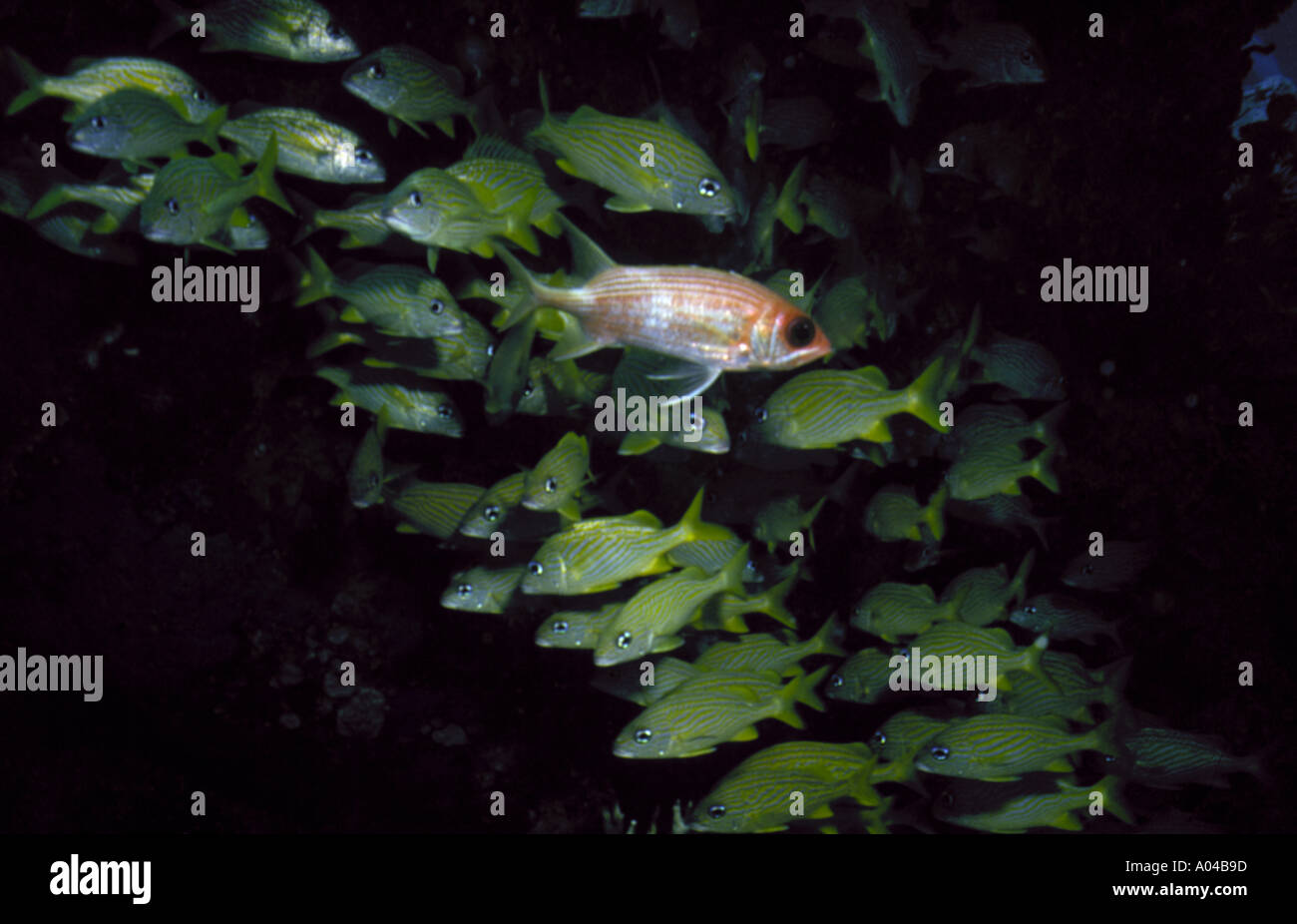 One Red Fish Stock Photo - Alamy