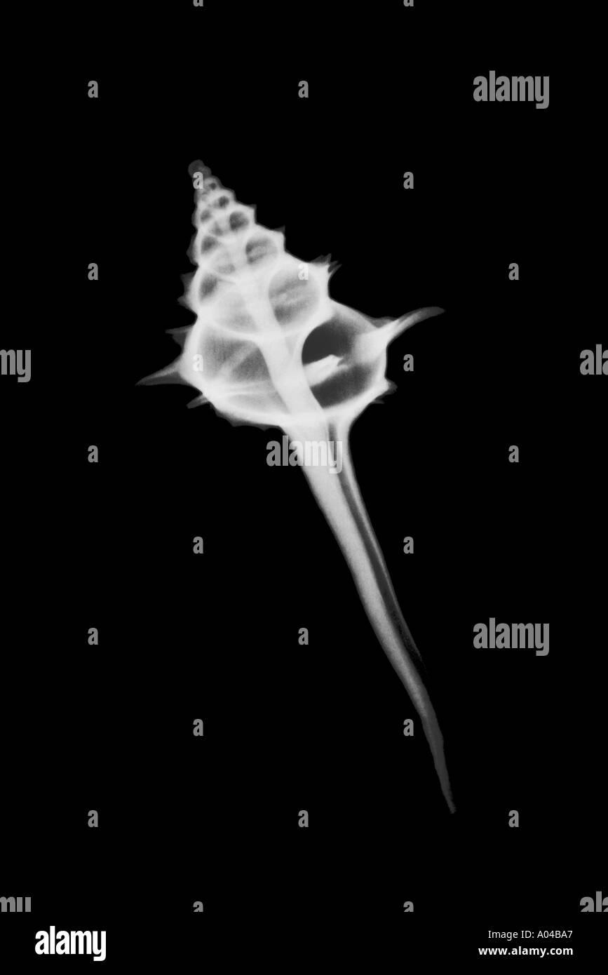 Shell x ray hi-res stock photography and images - Alamy