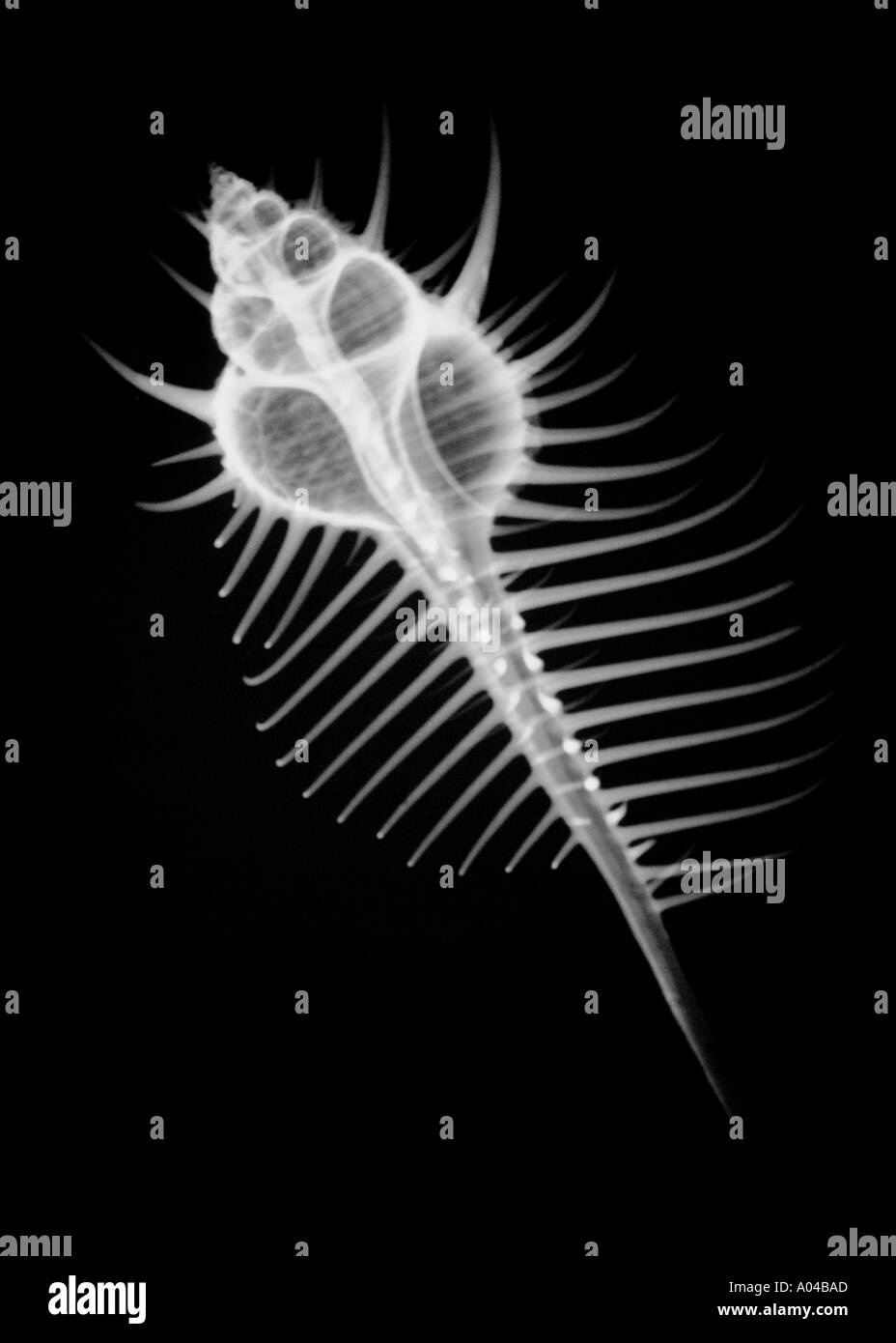 Venus comb Black and White Stock Photos & Images - Alamy