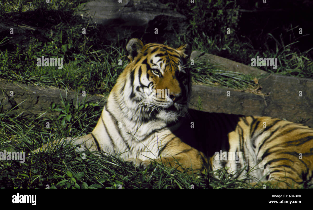 Tiger resting pose hi-res stock photography and images - Alamy