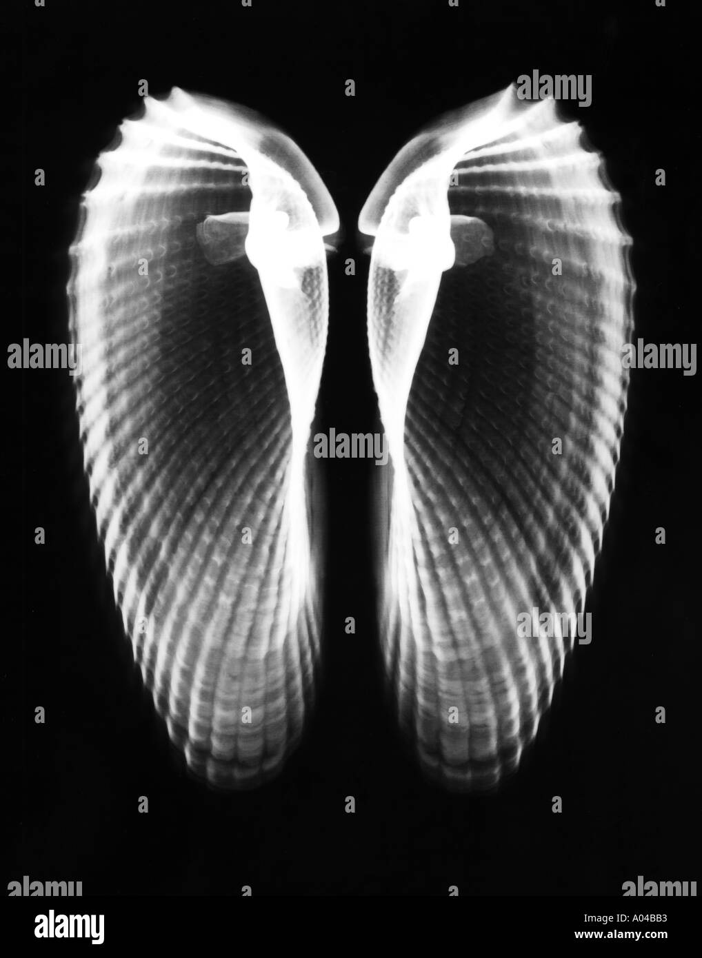 Angel and sea Black and White Stock Photos & Images - Alamy