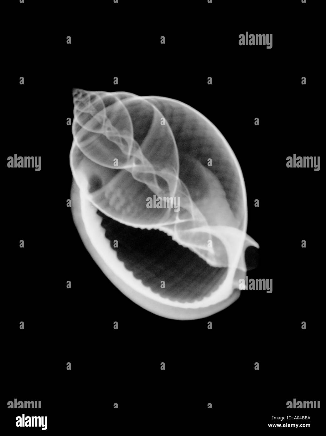 Scotch bonnet shell hi-res stock photography and images - Alamy