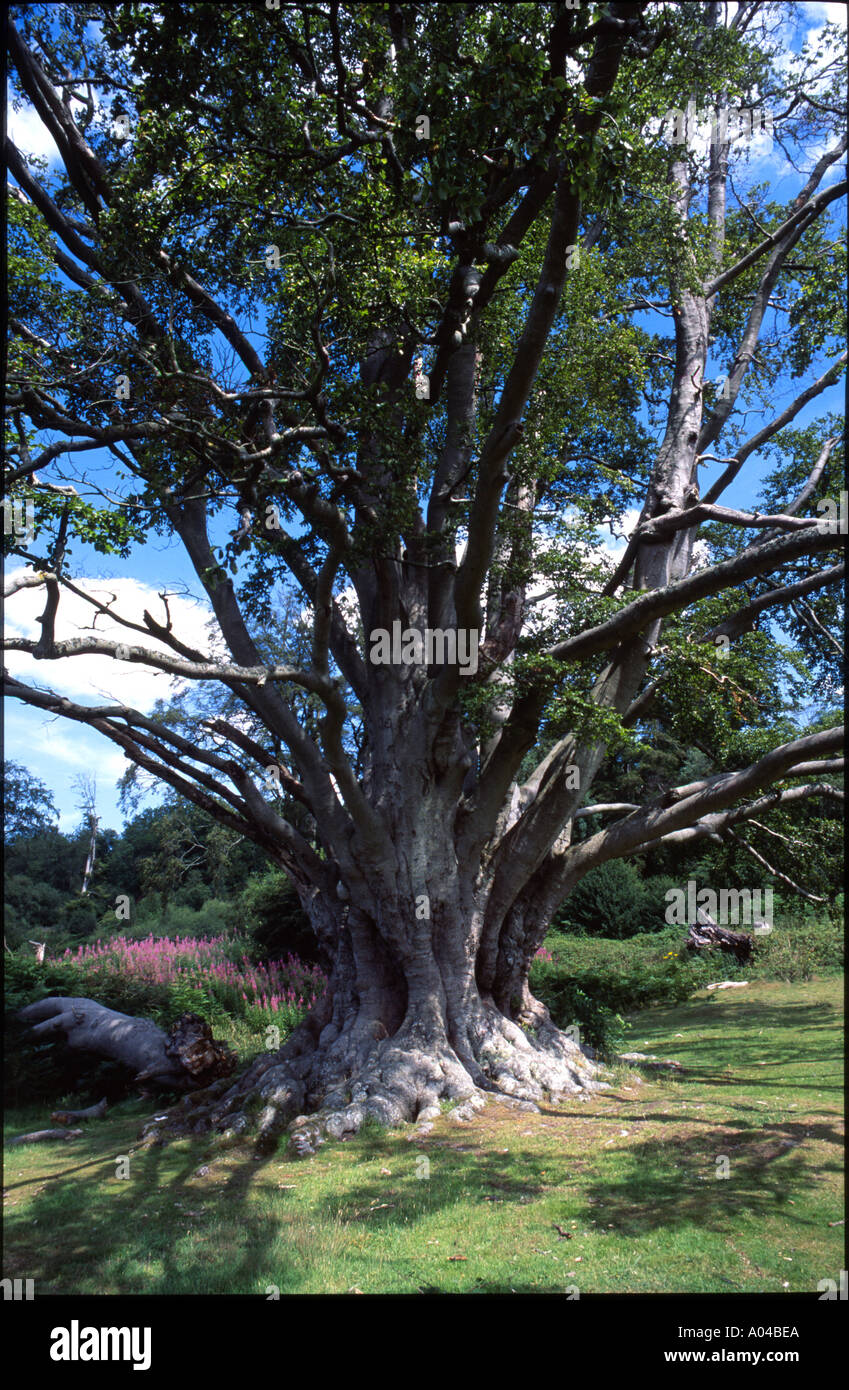 Eridge Stock Photos & Eridge Stock Images - Alamy