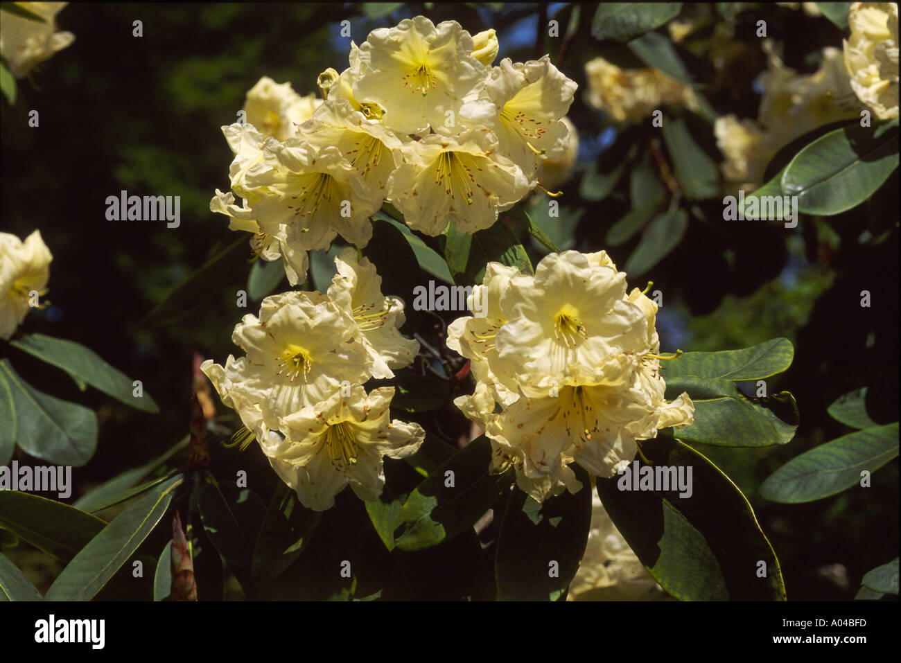 Yellow flowering rhododendron hi-res stock photography and images - Alamy