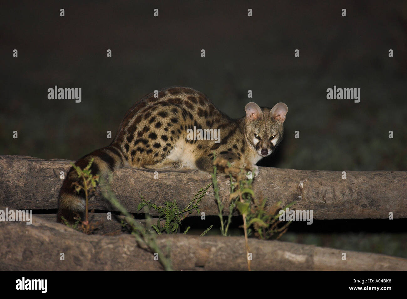Large Spotted Genet - South Luangwa NP, Zambia Stock Photo - Alamy