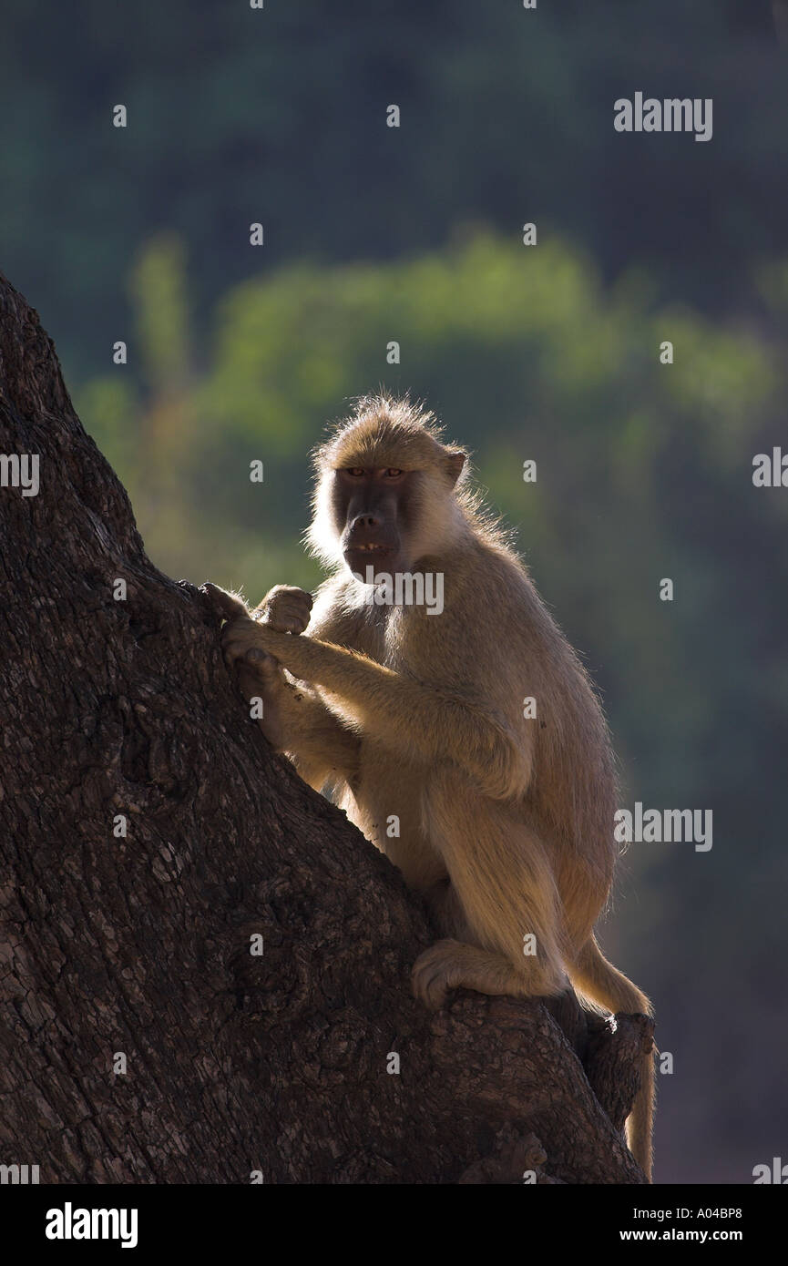 Baboon yellow monkey savanna hi-res stock photography and images - Alamy