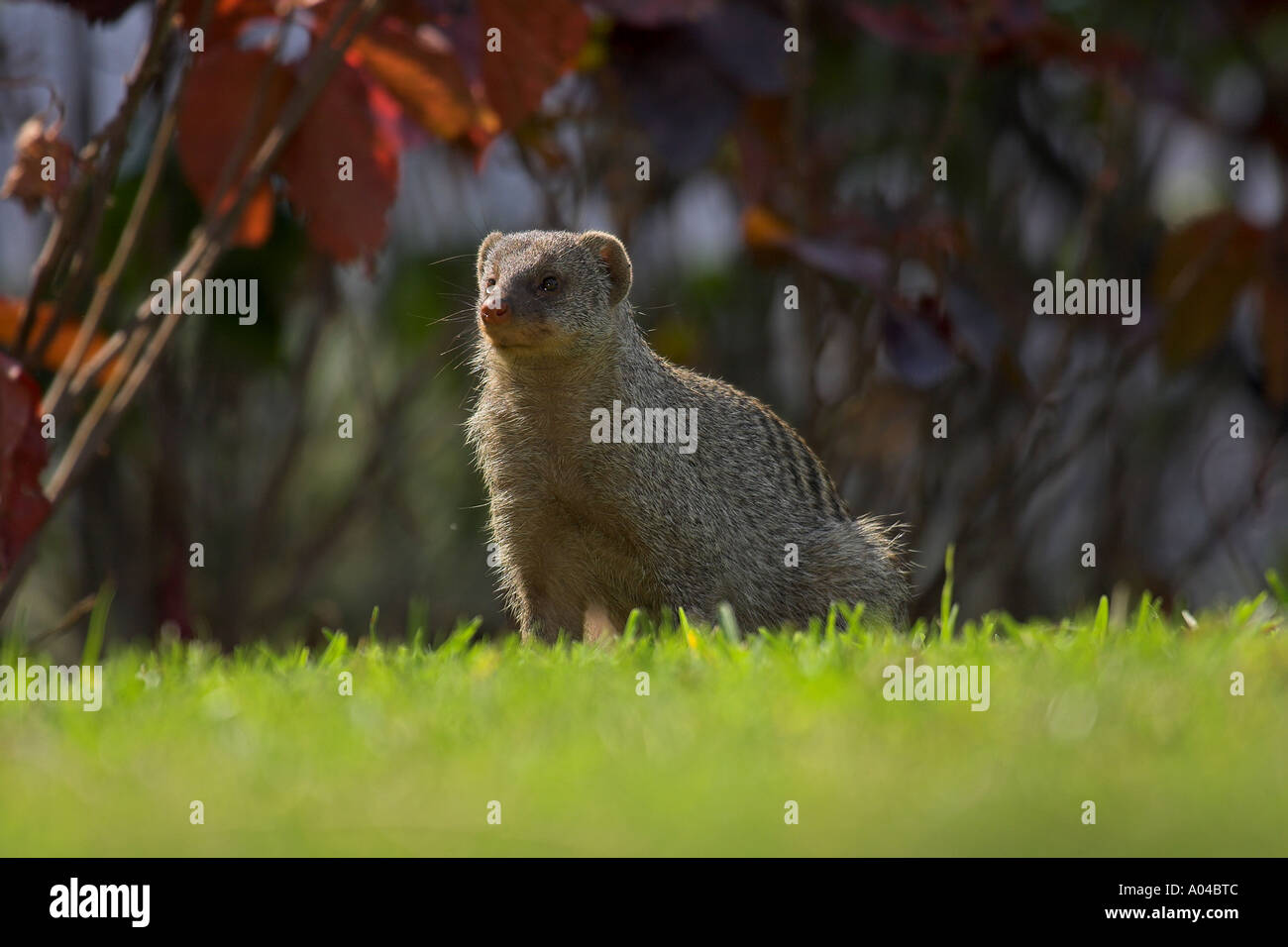 Banded mongoose zimbabwe hi-res stock photography and images - Alamy