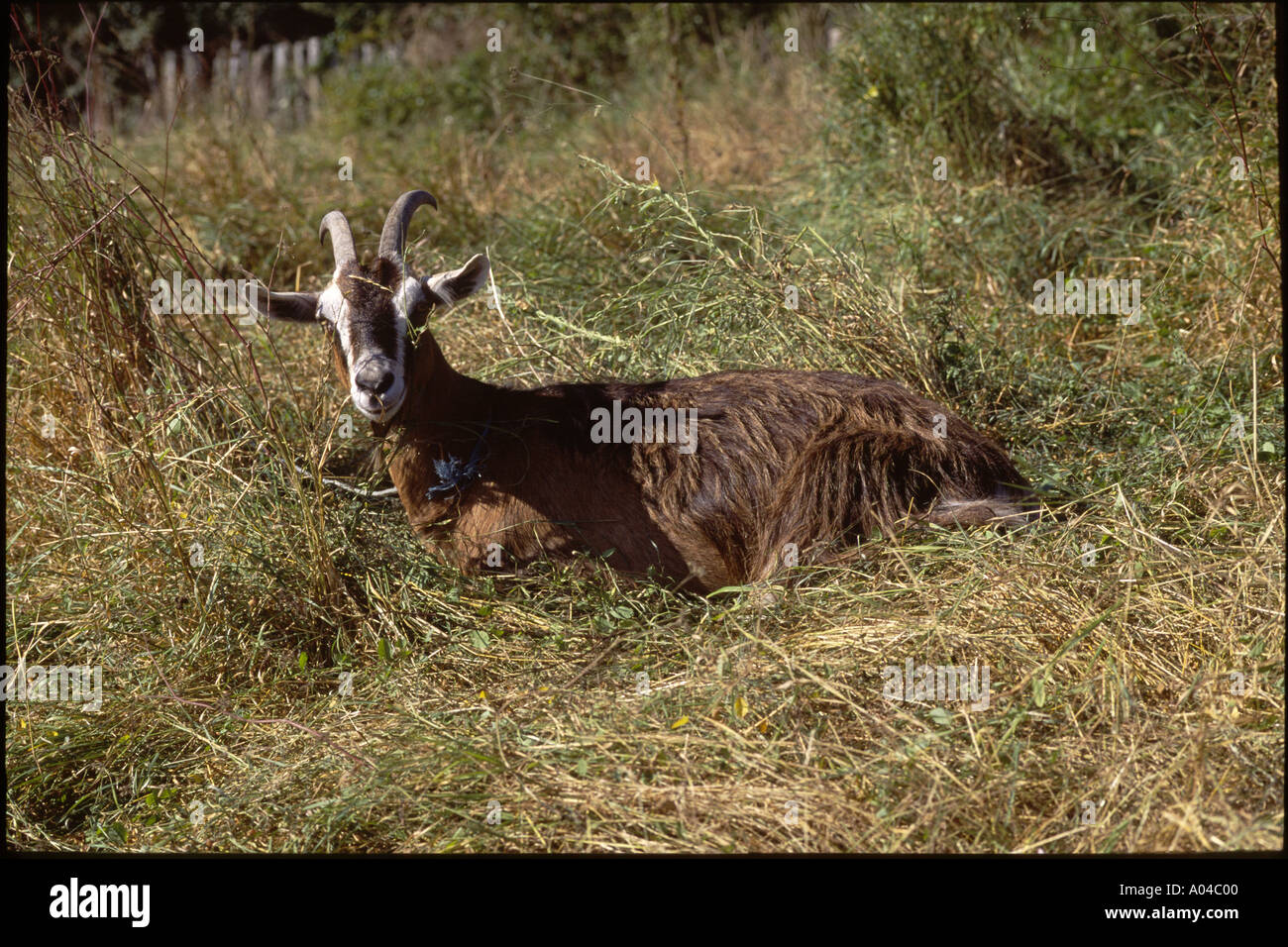 Goat in tall grass Stock Photo - Alamy