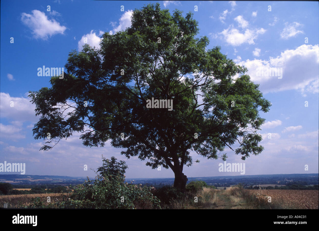 Weald of kent tree hi-res stock photography and images - Alamy