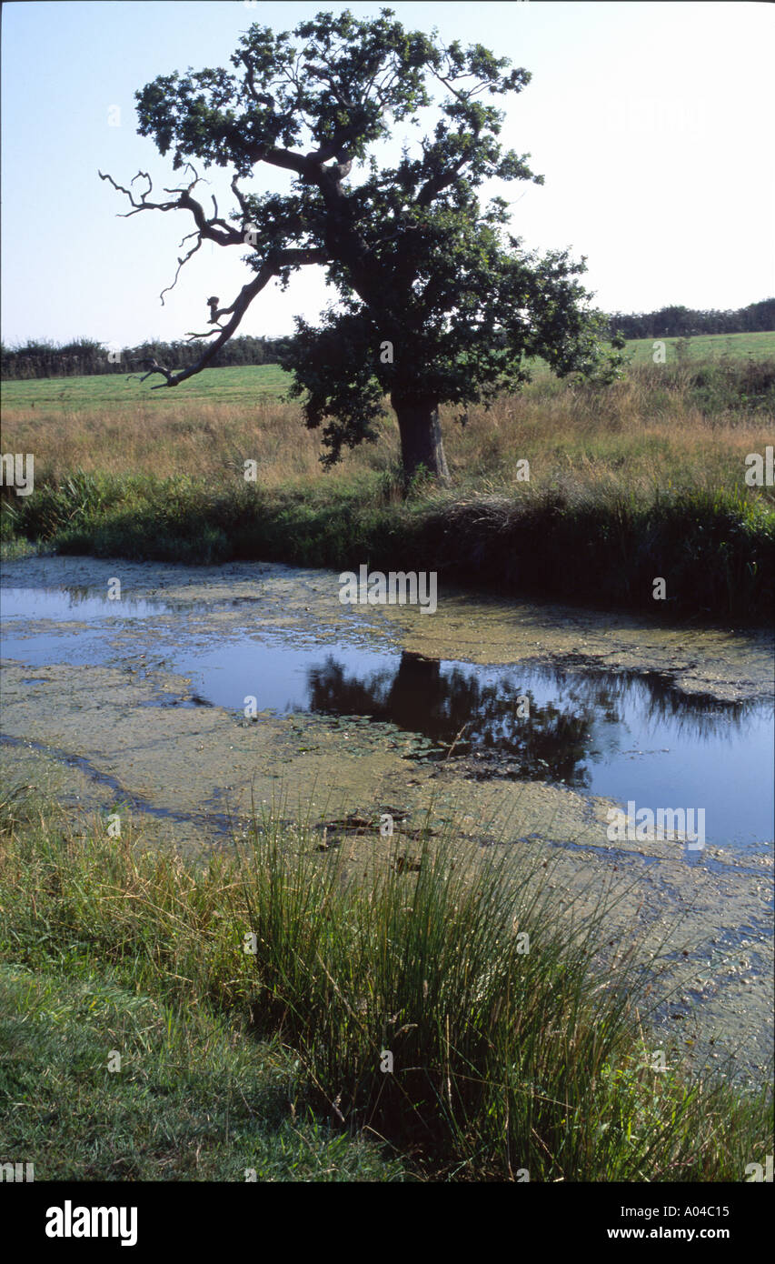 Pevensey levels hi-res stock photography and images - Alamy