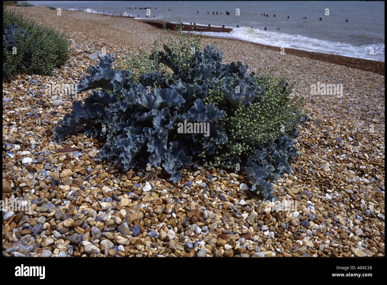 Sea Cabbage growing on shingle beach near Rye Kent UK Stock Photo - Alamy