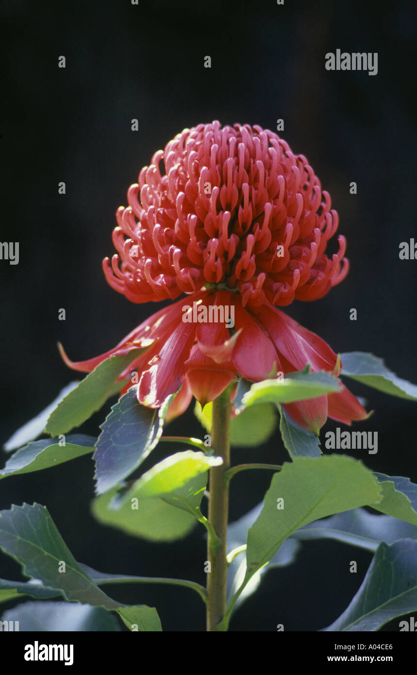 The native Waratah Flower grows in the wild in the Sydney geographic ...