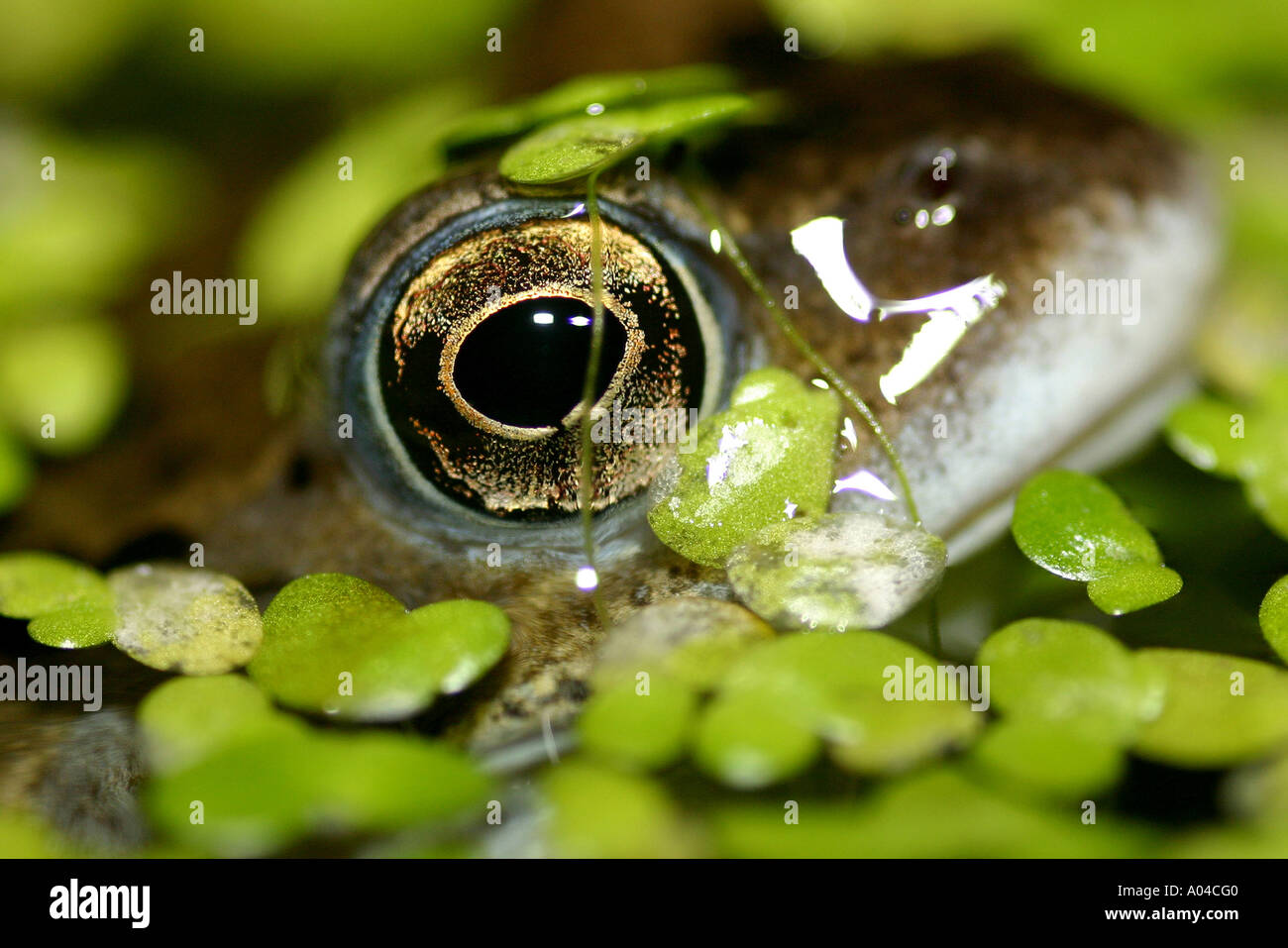 Common frog - Hampshire, England Stock Photo - Alamy