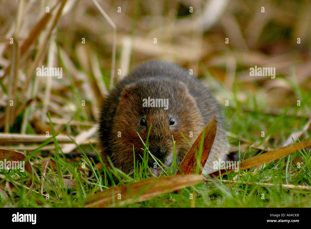 Wild Water Vole eating at waters edge (UK Stock Photo - Alamy