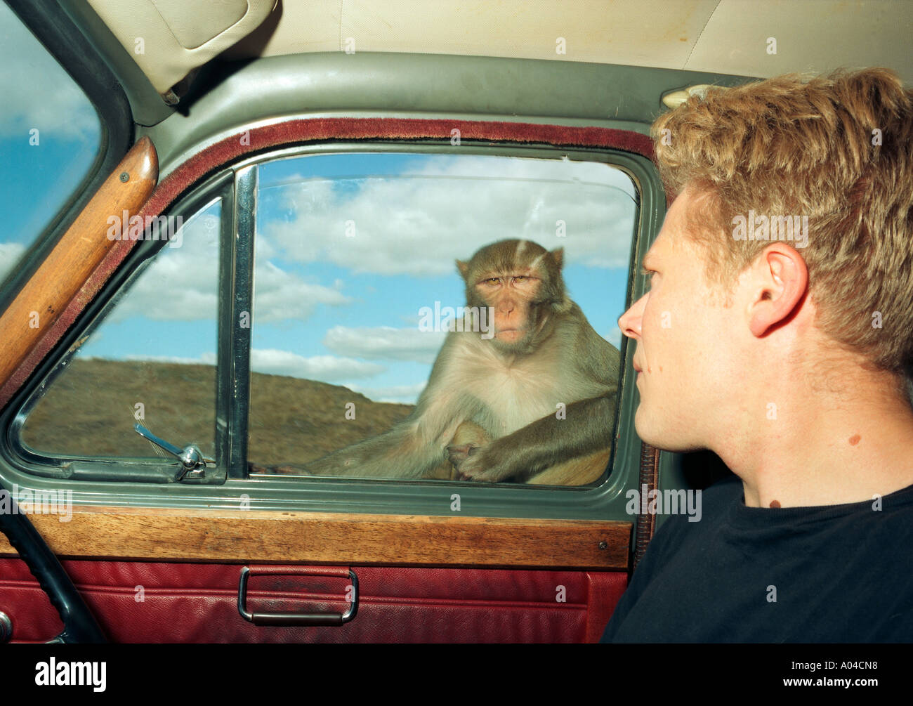Monkey driver hi-res stock photography and images - Alamy