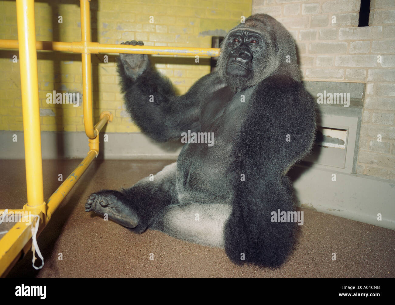A silverback Gorilla in a cage at a zoo Stock Photo - Alamy
