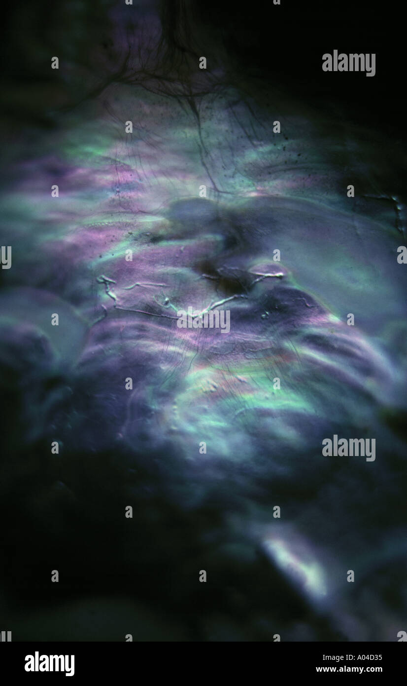 Rainbow abalone hi-res stock photography and images - Alamy