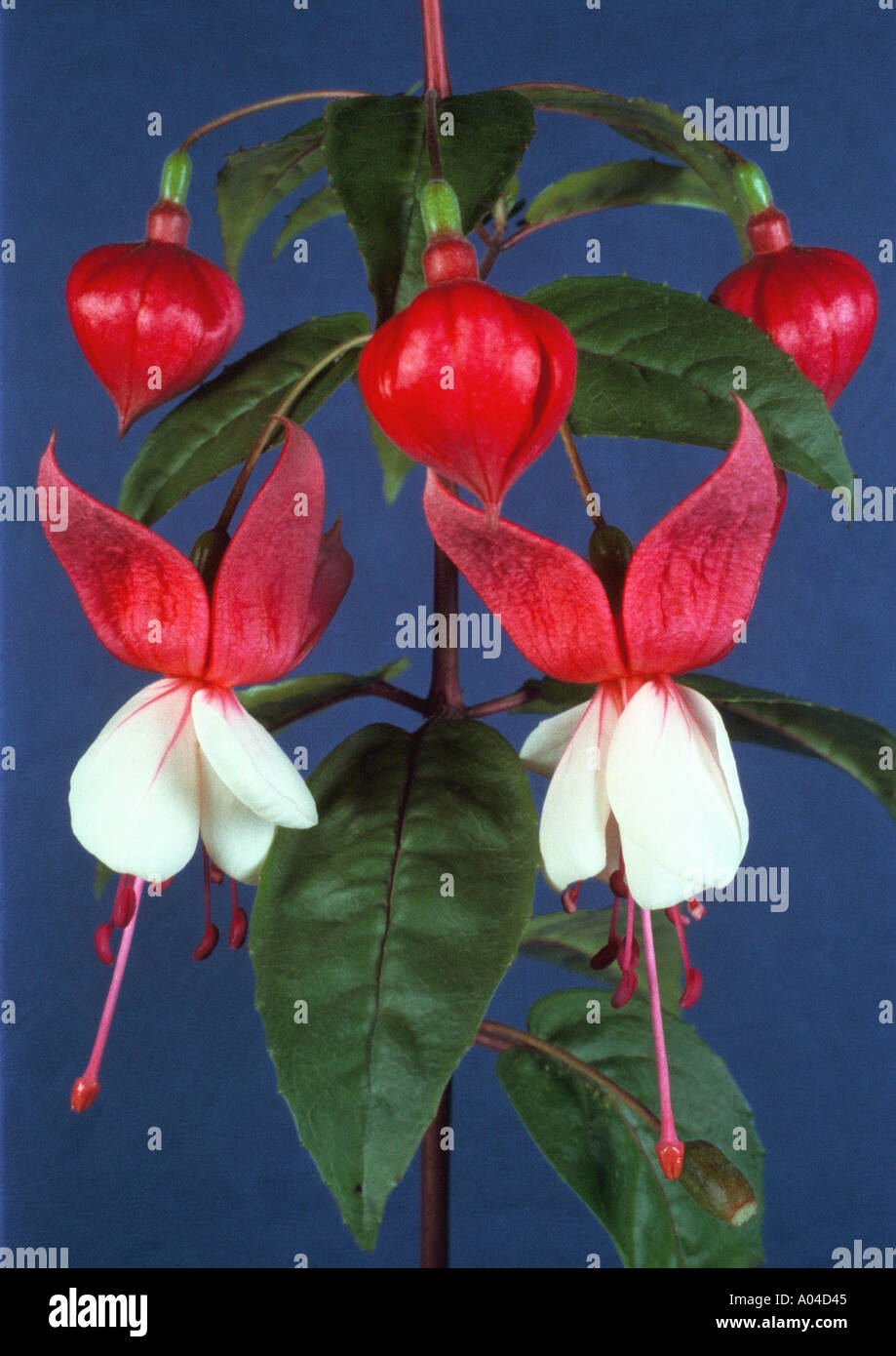 Fuchsia trained as a standard Stock Photo - Alamy