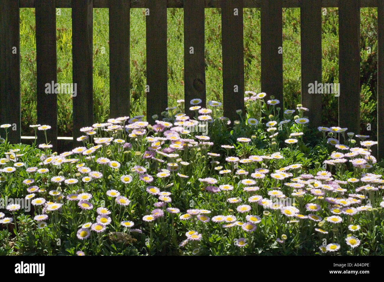 Pink daisy infront wooden vertical fence Stock Photo - Alamy