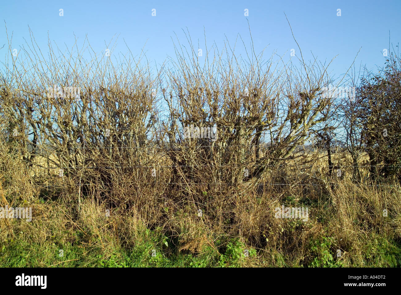 Winter farm hedge Stock Photo - Alamy
