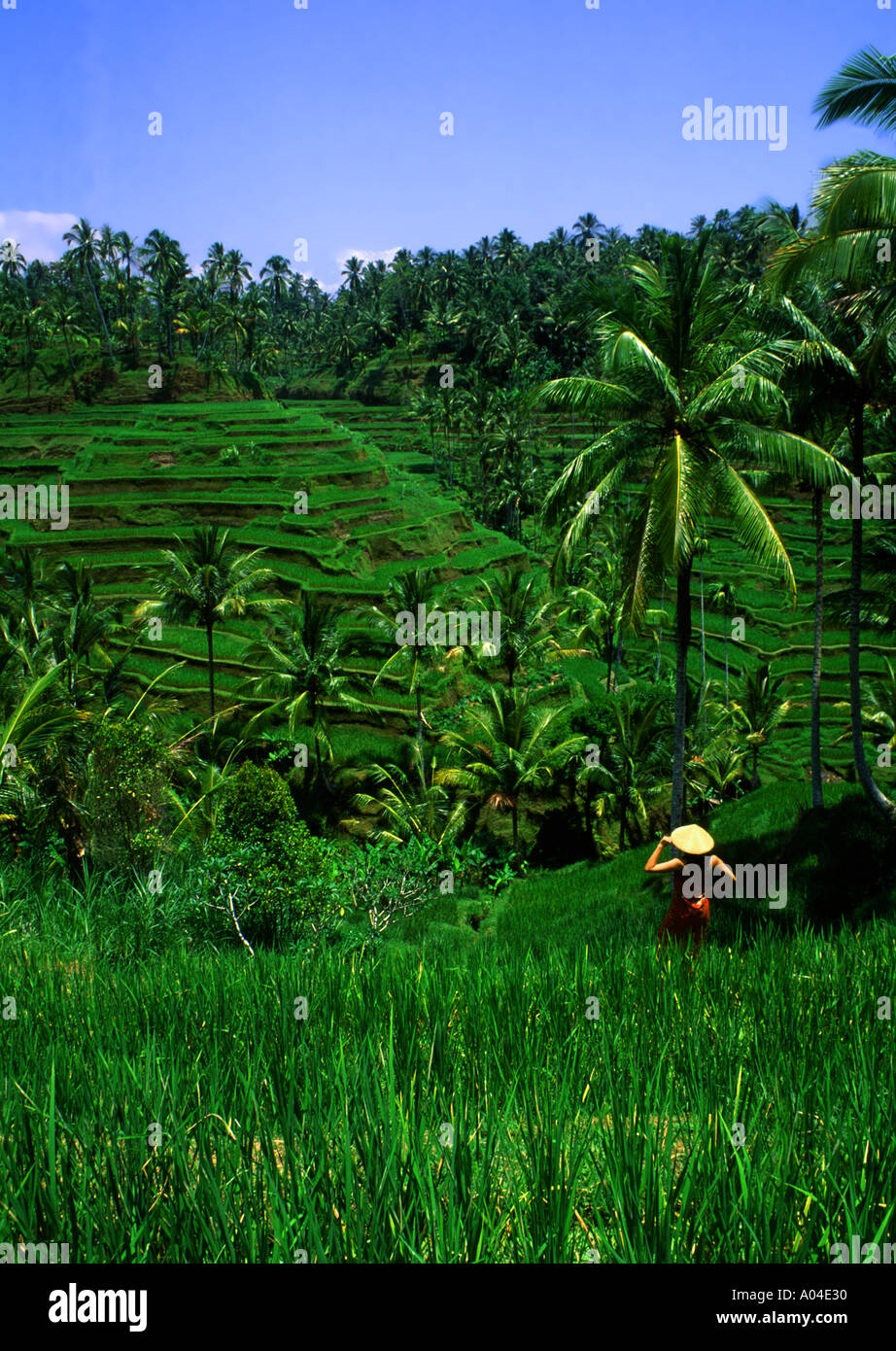 Layered rice fields in Bali Stock Photo - Alamy