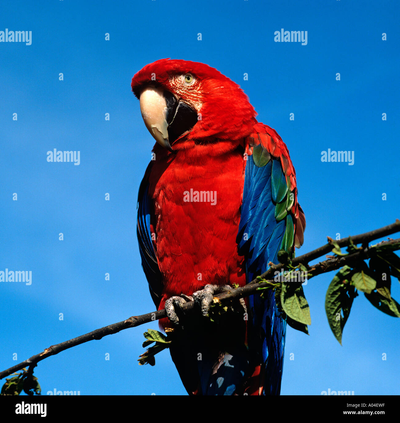 Birds Scarlet Macaw in tree Stock Photo - Alamy