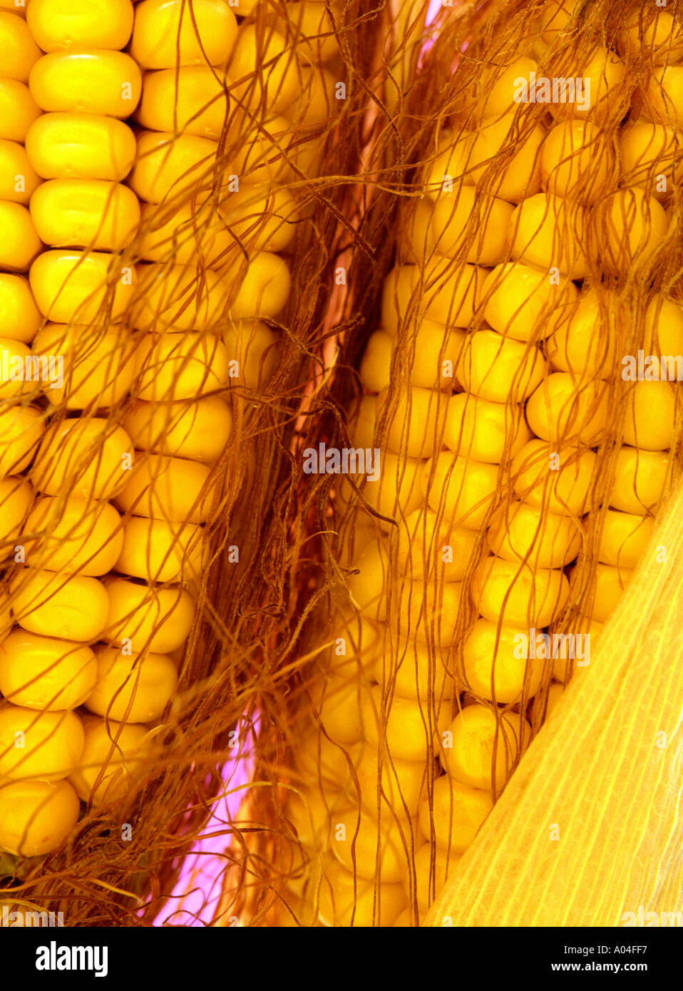 Gm maize hi-res stock photography and images - Alamy