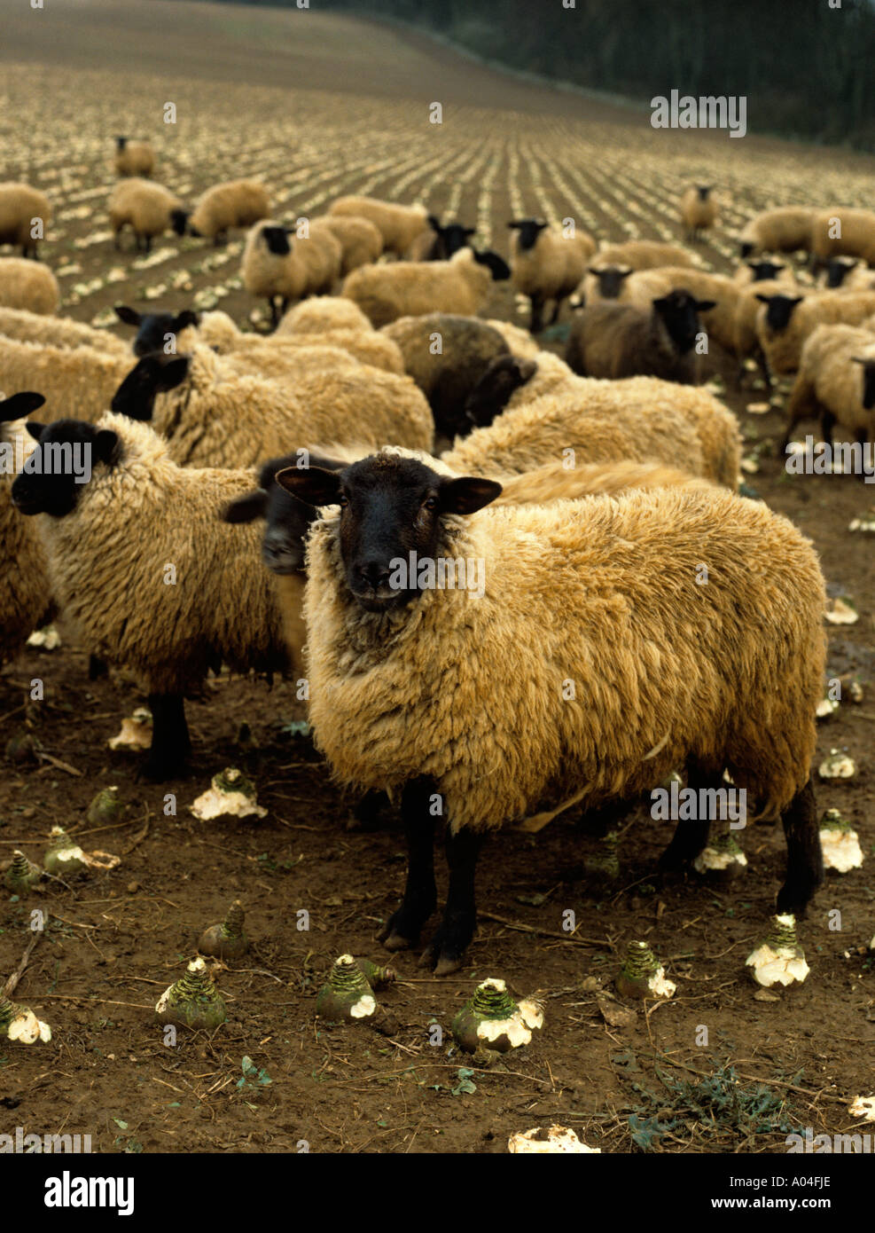 Sheep eating turnips hi-res stock photography and images - Alamy